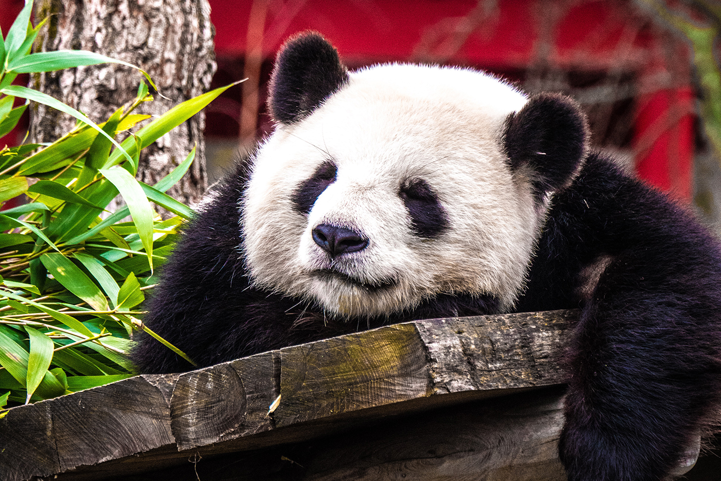 Panda Diplomacy Gifting Pandas To Further China s Politics